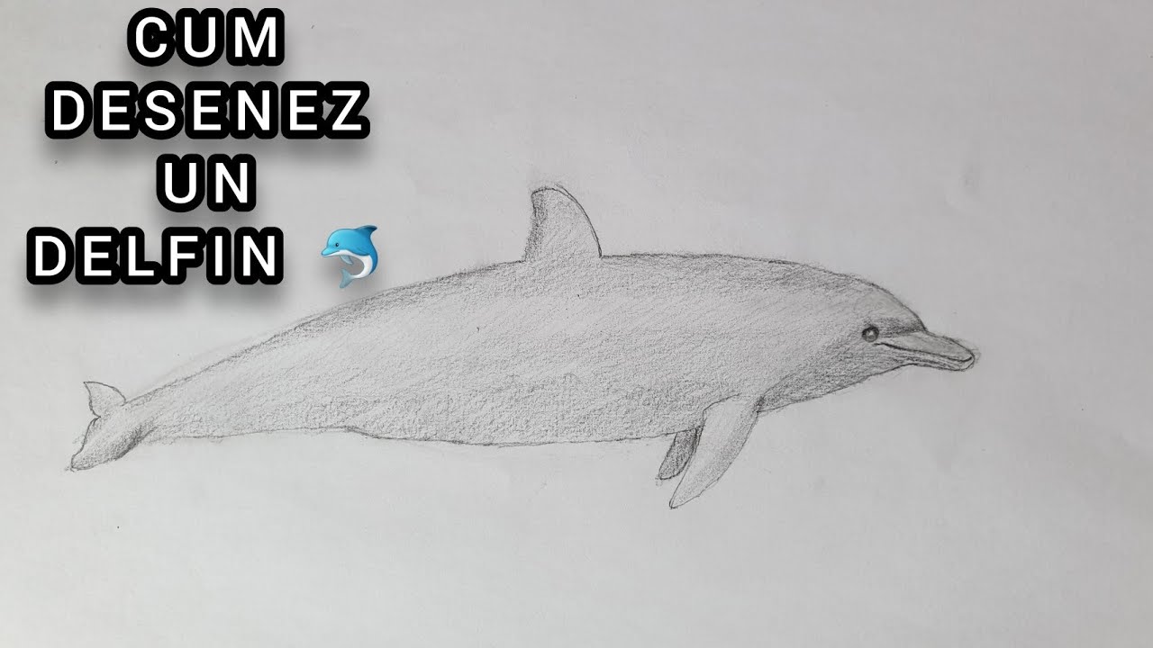 Cum desenez un Delfin 🐬 | Desene în creion | - YouTube