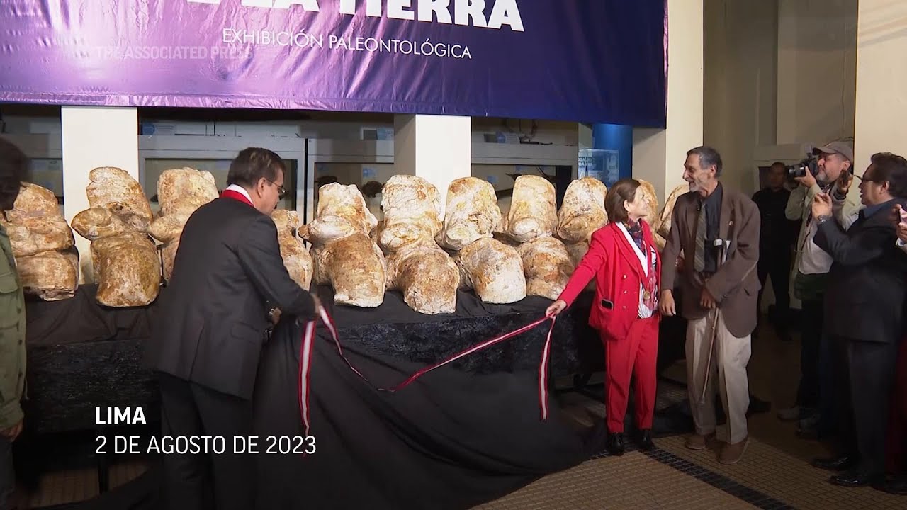 El animal más pesado que haya existido podría ser esta ballena fósil ...