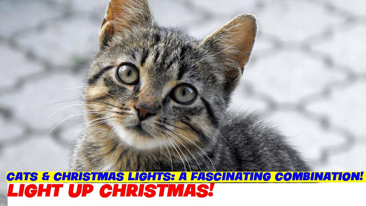 Cats & Christmas Lights: A Fascinating Combination! - YouTube