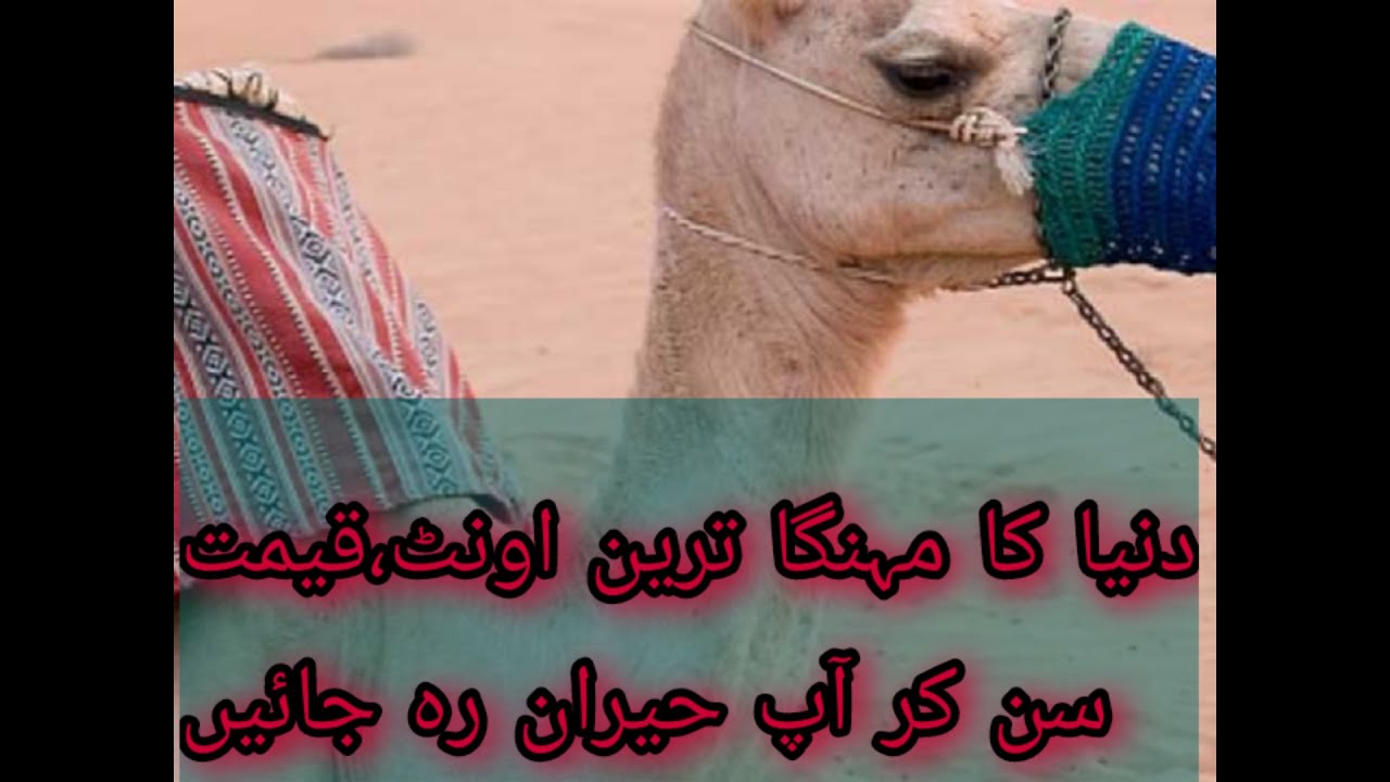 The world's most expensive camel costs more than Rs 8 billion #Short # ...