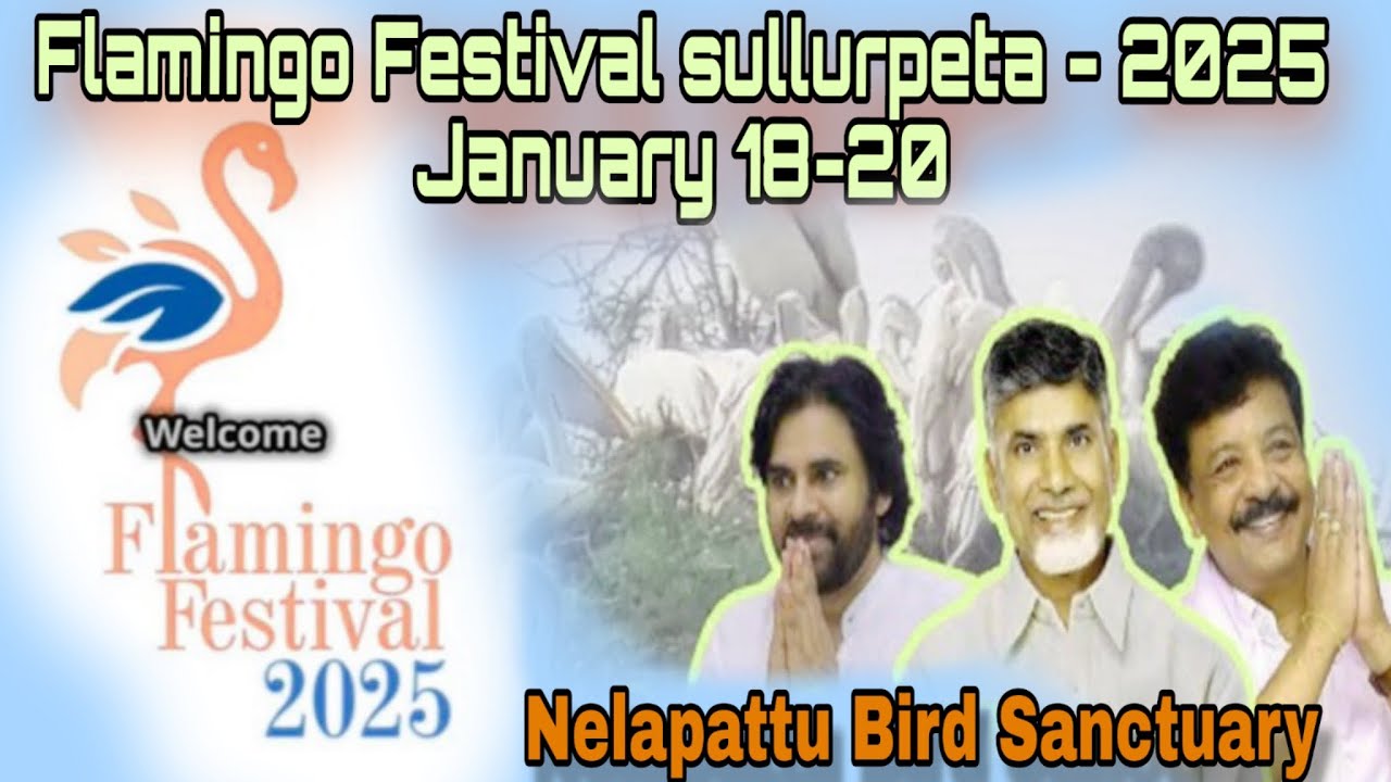 Flamingo Festival sullurpeta 2025 january 18-20/Nelapattu Bird ...