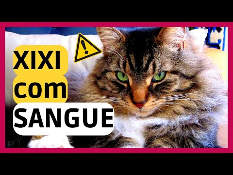 🚨 Gato Urinando Sangue: Como Tratar? Gato Fazendo Xixi Com Sangue. [VEJA ISSO!]