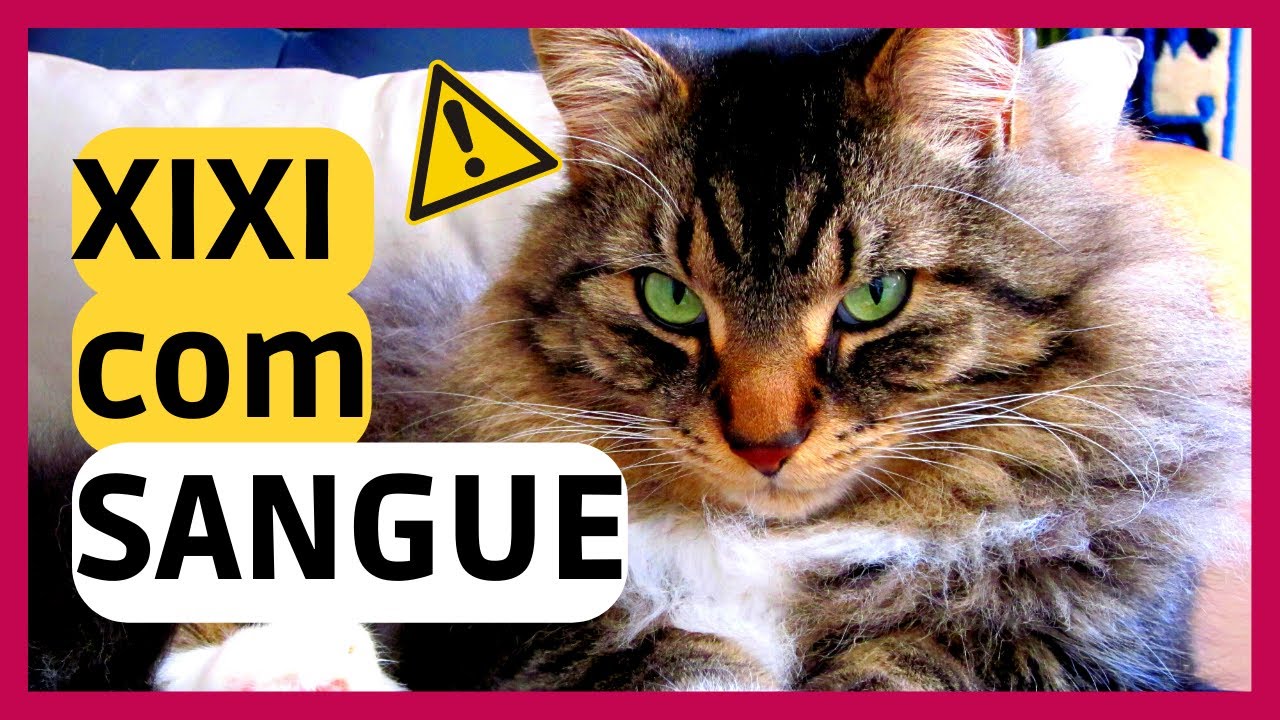 🚨 Gato Urinando Sangue: Como Tratar? Gato Fazendo Xixi Com Sangue ...