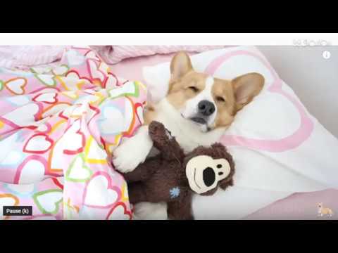 Topi the corgi - YouTube