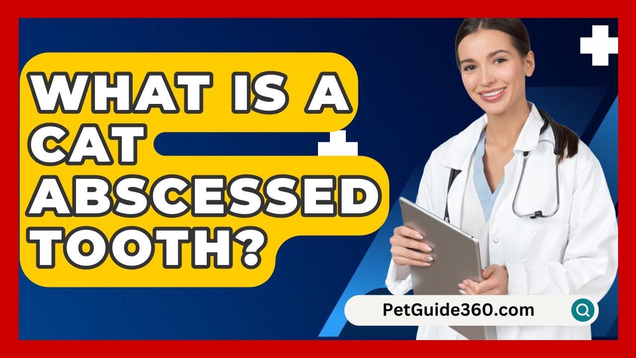 What Is A Cat Abscessed Tooth? - PetGuide360.com - YouTube