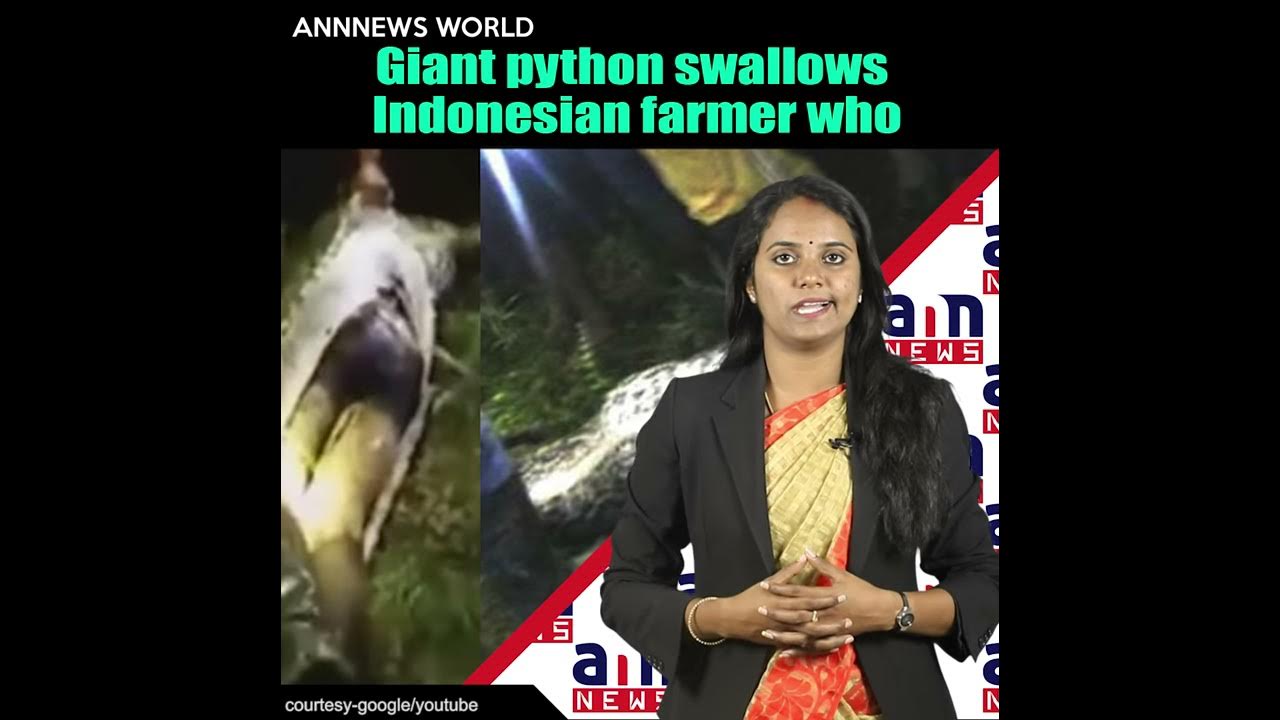 Giant python swallows Indonesian farmer who #AnnNewsWorld - YouTube
