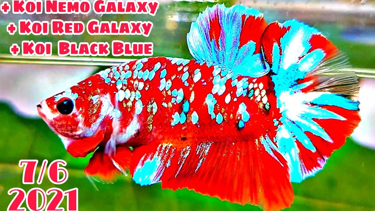 Đợt cá Betta BLACK, NEMO ,KOI RED Galaxy 🌈 7/6/2021-- 0352564321 Hiền ...