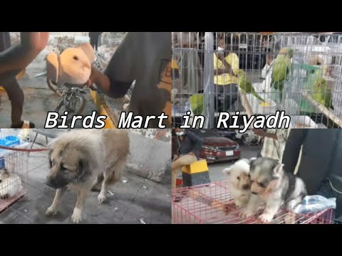 Biggest birds street and Pigeon Market in Riyadh Saudi Arabia Pets ...