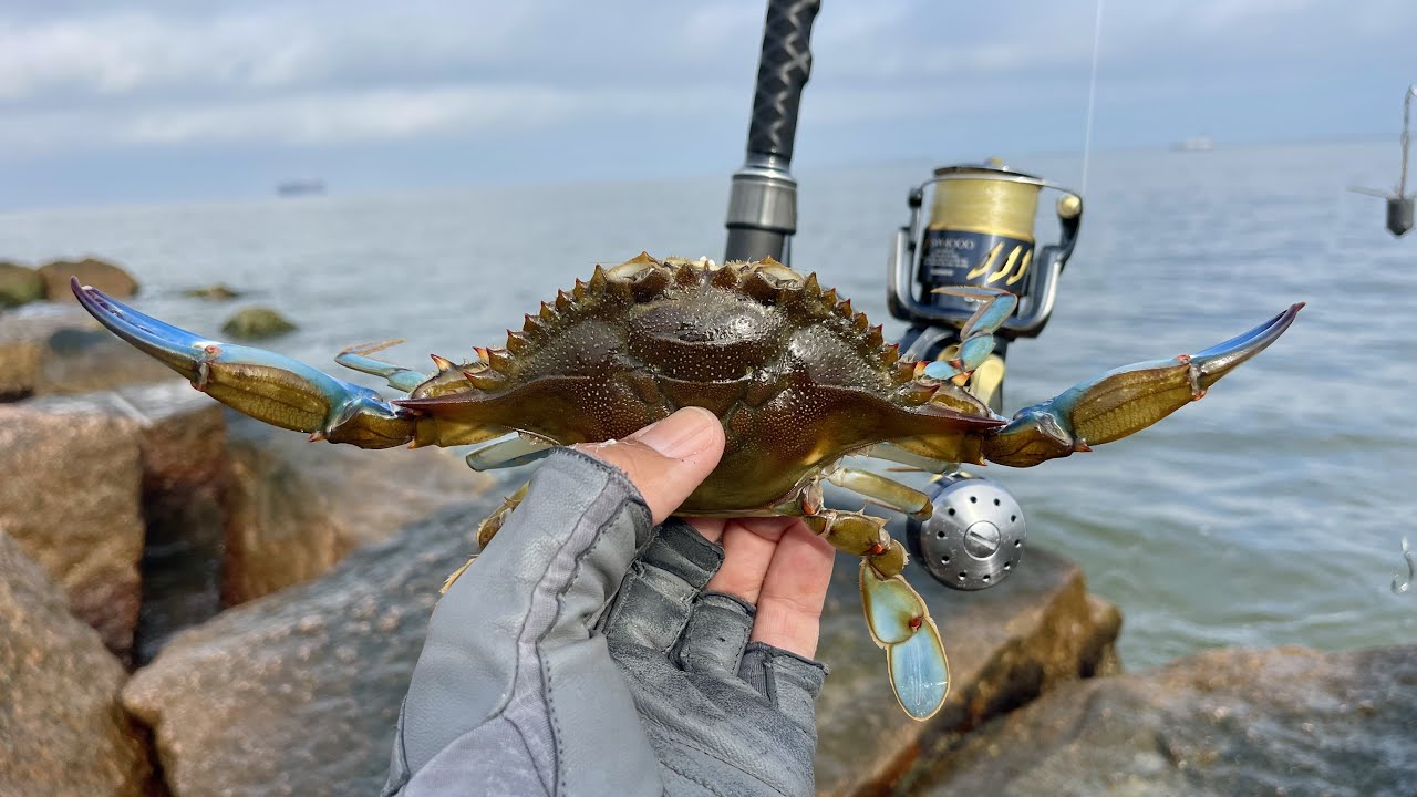 They Wouldn't STOP Biting: Live Blue Crabs (S6 E59) - YouTube