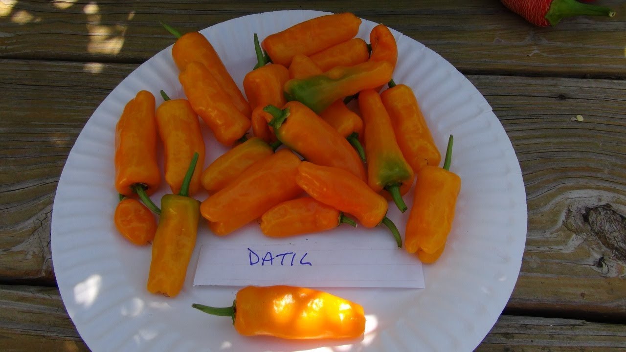 POD REVIEW, Datil Pepper, Capsicum chinense #pepper - YouTube
