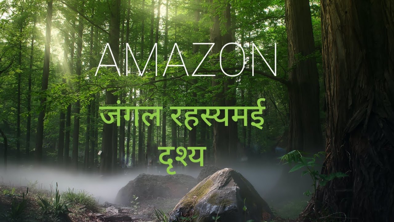 amazon forest animals||amazon forest video||rain forest - YouTube