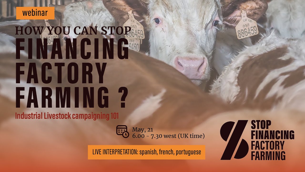 EN Webinar | How Can You Stop Financing Factory Farming? Industrial ...