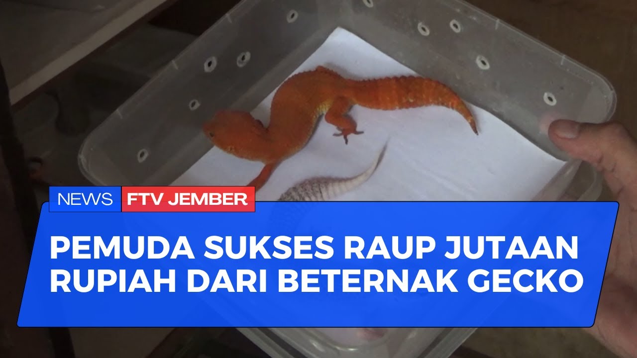 RAUP CUAN DARI BETERNAK TOKEK HIAS GECKO - YouTube