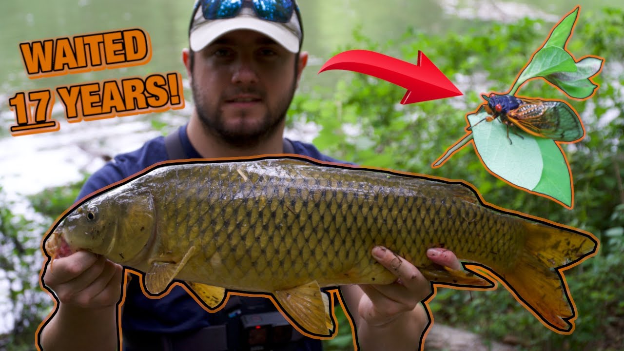 How To: Fishing with CICADAS as BAIT! (Topwater BLOWUPS!!) - YouTube