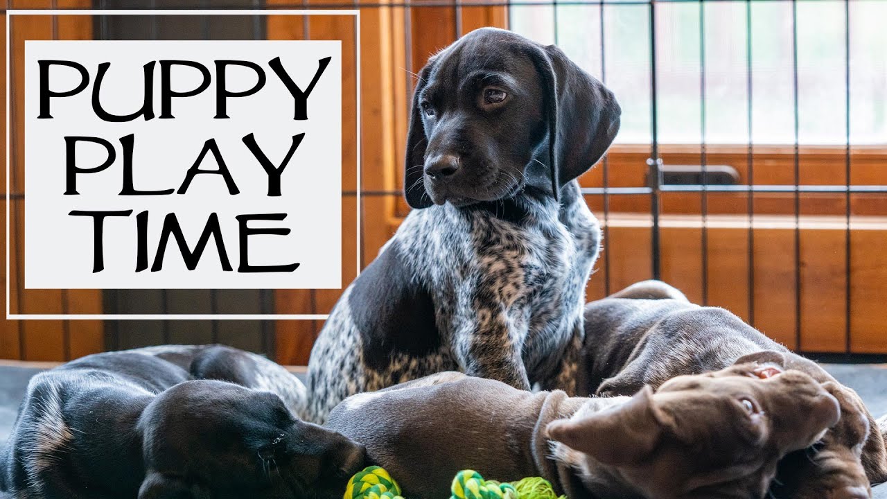 Puppies Playing and Having Fun - YouTube