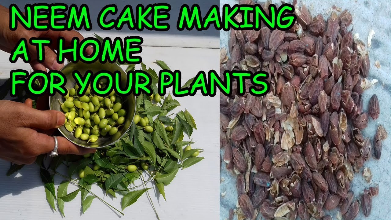 Neem cake powder/neem khali making at home||নিম খৈল বাড়িতে বানানোর ...