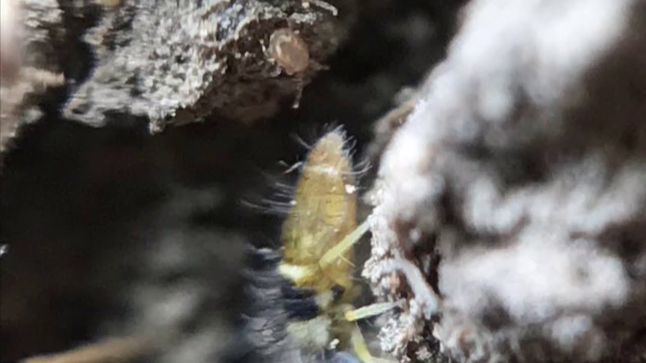 Insect identification Springtail - YouTube