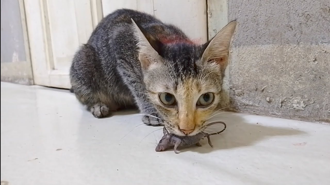 Tabby Cat Catches Mouse | Purr Factories - YouTube