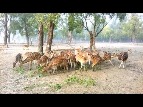 সুন্দরবনের শরণখোলা পুরো এলাকা জুড়ে ছড়িয়ে ছিটিয়ে রয়েছে মনোরম দৃশ্য ...