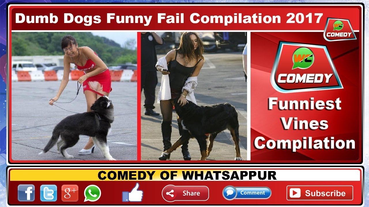 Dumb Dogs Funny Fail Compilation 2017 - Stupid Dogs Doing Stupid Things ...