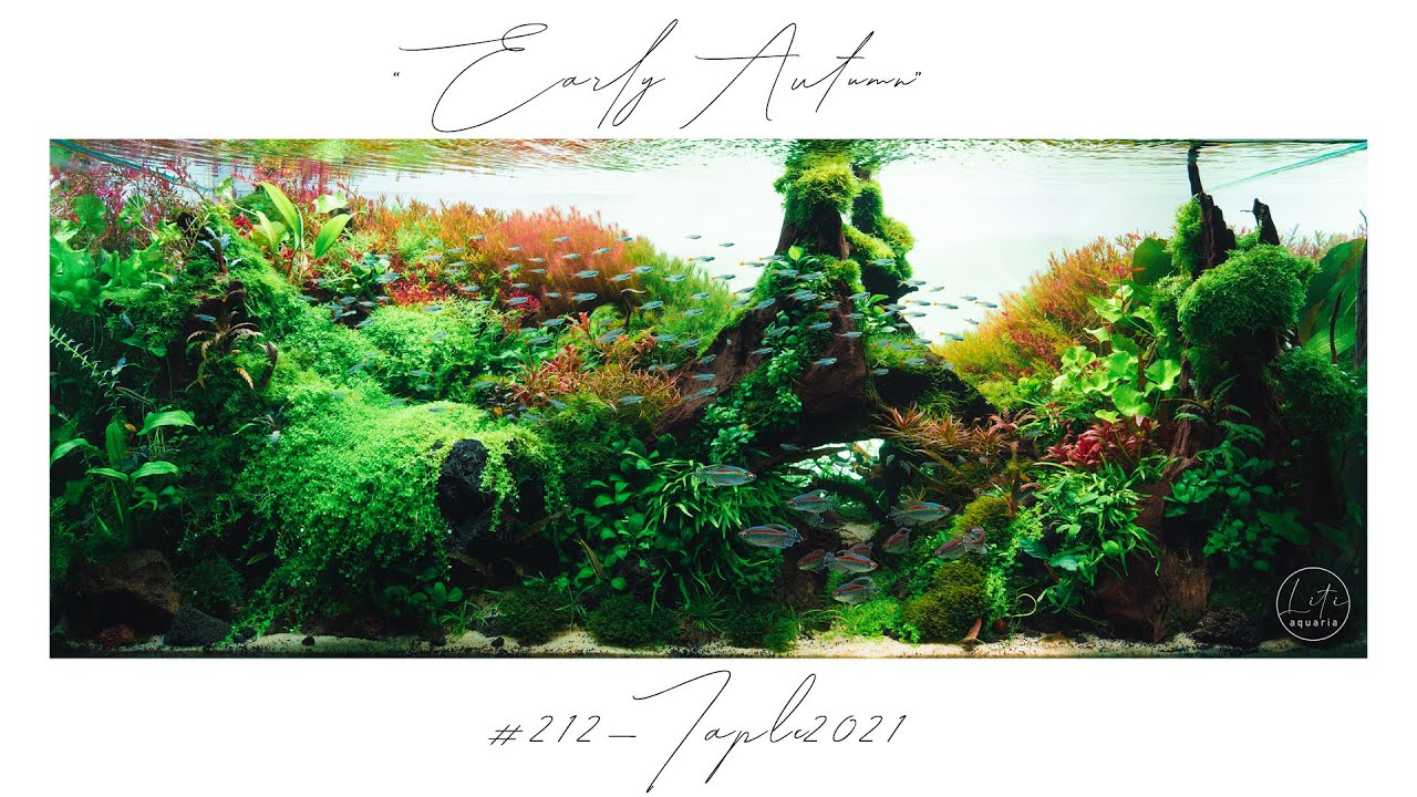 IAPLC 2021 | Contest Tank | "Early Autumn" (150x60x60cm) | Step-by-Step ...