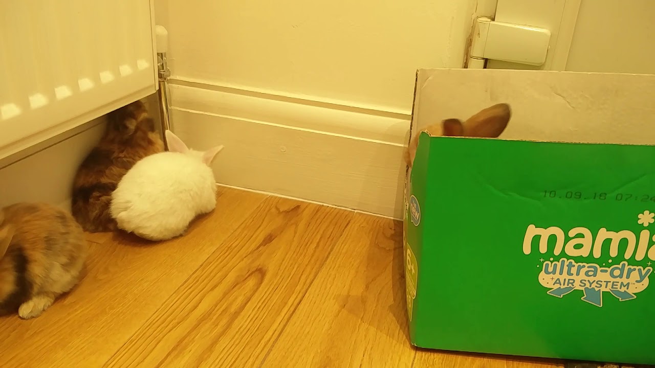 Young Rabbits in a box - YouTube
