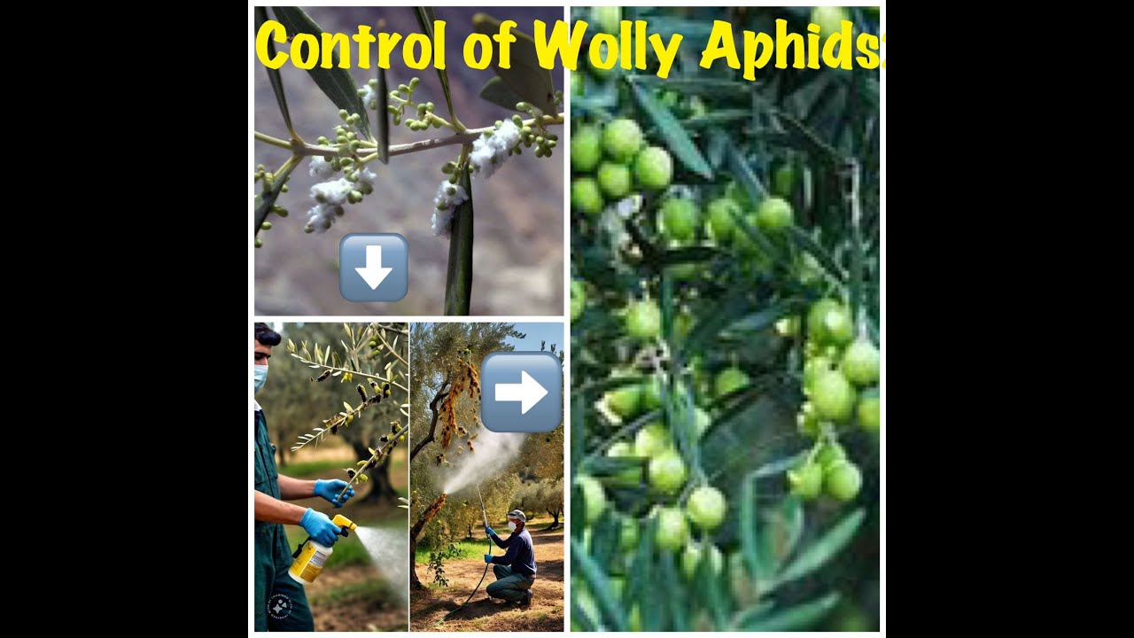 How to Controll Wolly Aphid/Psyllids on Olive Tree?زیتون پر وولی ایفیڈ ...