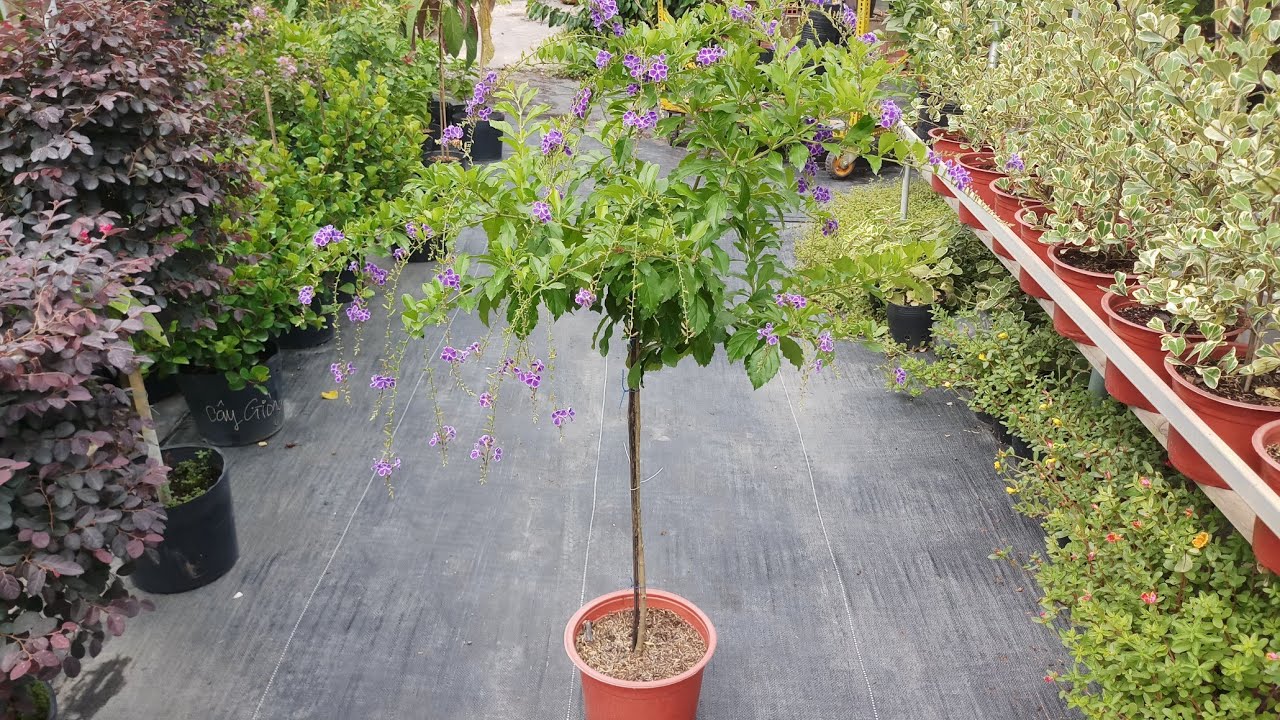 Cây chuỗi ngọc tím dạng tree (duranta standard tree) - YouTube