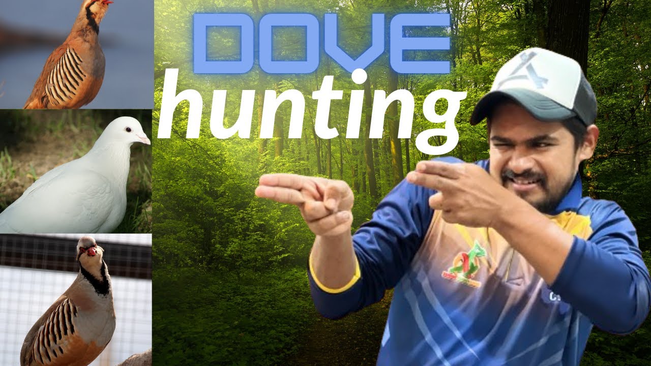 partridge teetar hunting in pakistan || Dove hunting || Teetar ka ...