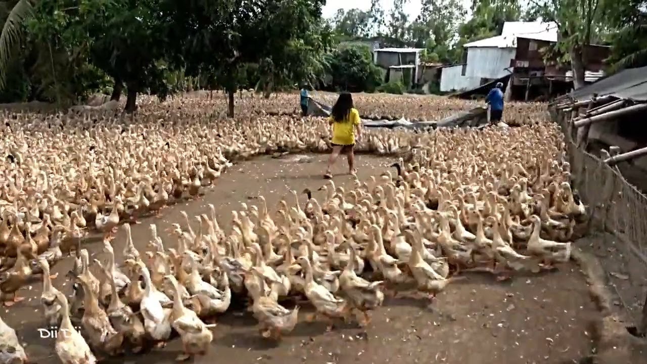 Amazing Duck Farm | Process of Producing Ducks For Eggs and Meat # ...