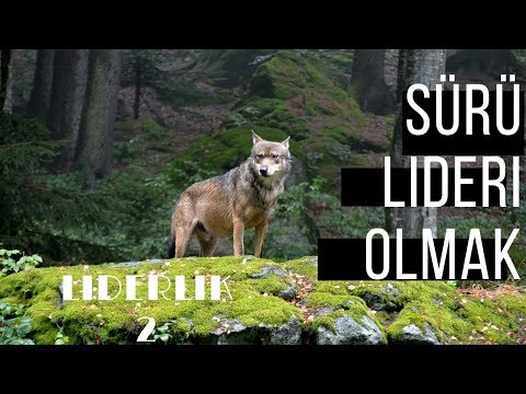 Köpeğin Lideri Nasıl Olunur. 2 | Köpek Eğitimi Videoları