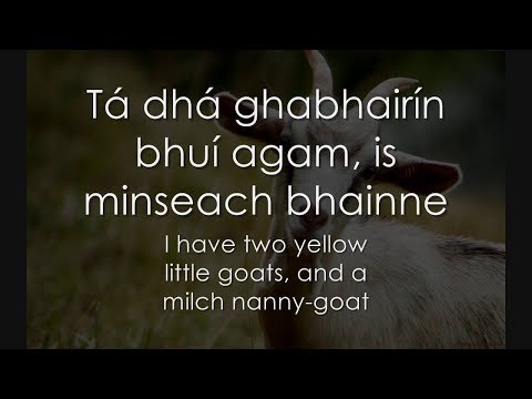 Tá dhá ghabhairín bhuí agam - LYRICS + Translation