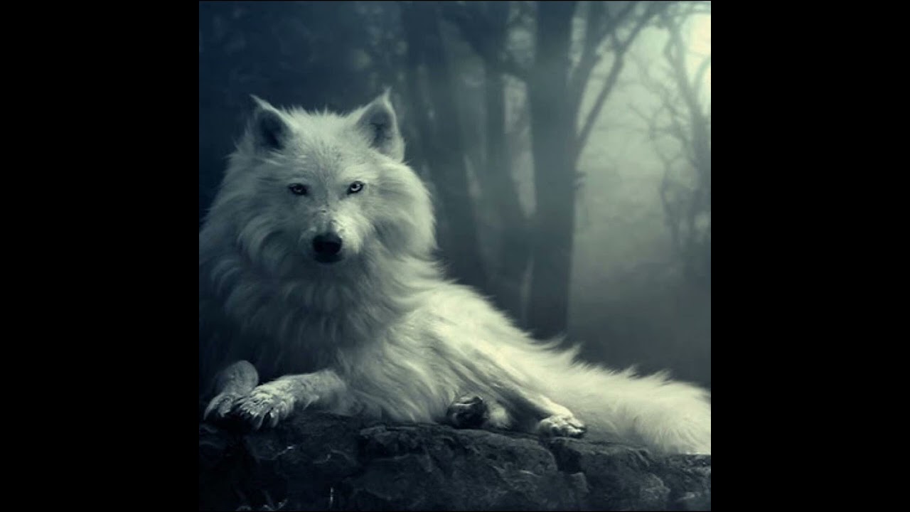 White Wolf Meditation for Empaths & Healers - YouTube