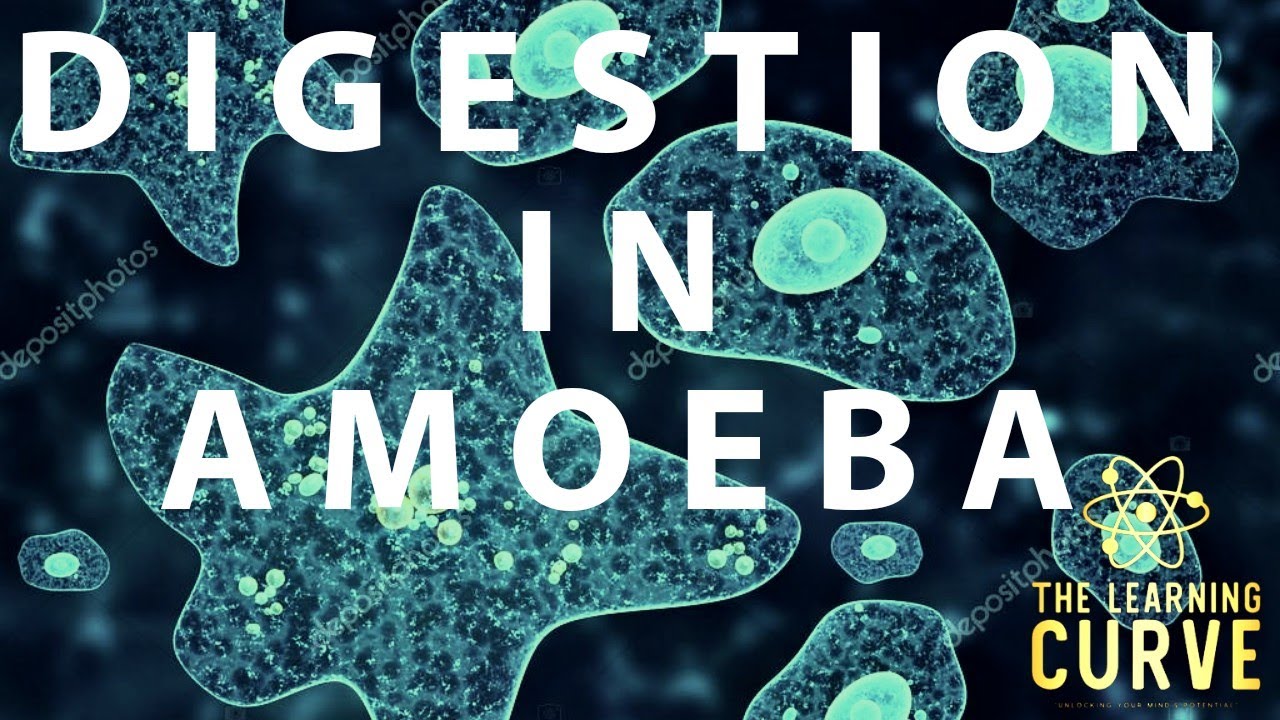 The Amazing World of Amoeba Digestion:A MustWatch Educational Video# ...