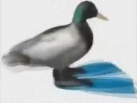 pato girando - YouTube