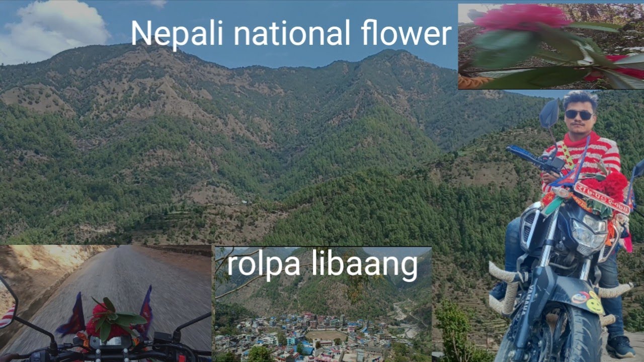 Nepali national flower!rolpa ka libaang bazar!pahado ka najara ...