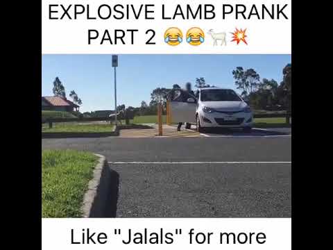 Bomb goat 😂😂😂😂