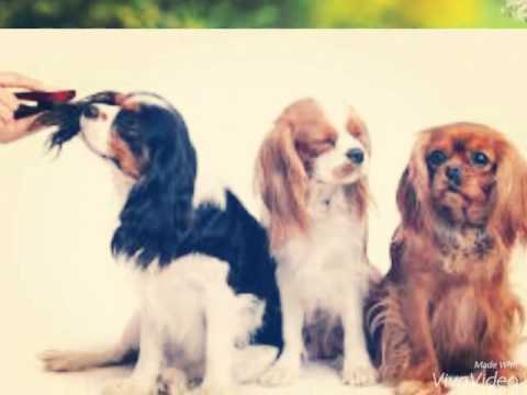 Słodkie psiaki - YouTube