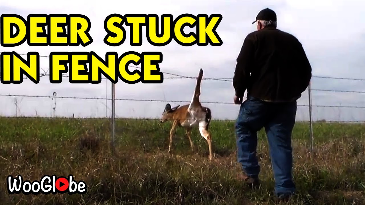 Deer Rescue Stuck In Fence - YouTube
