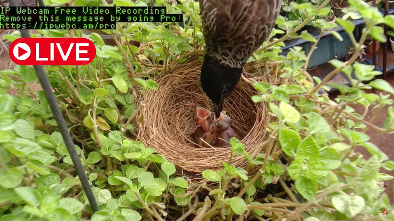 Bird Giving Birth - Live Stream - YouTube