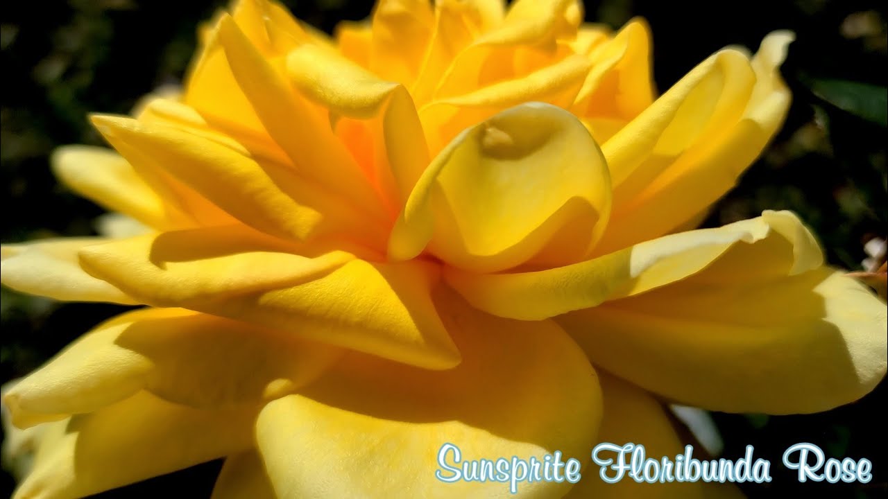 Sunsprite Floribunda Rose by Reimer Kordes - YouTube