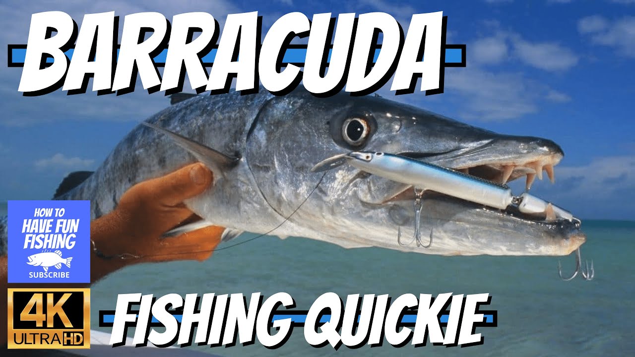 Fishing Barracuda - YouTube
