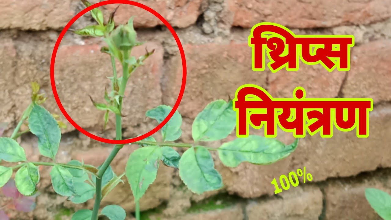how to control thrips in rose plant / गुलाब मे थ्रिप्स को कैसे ...