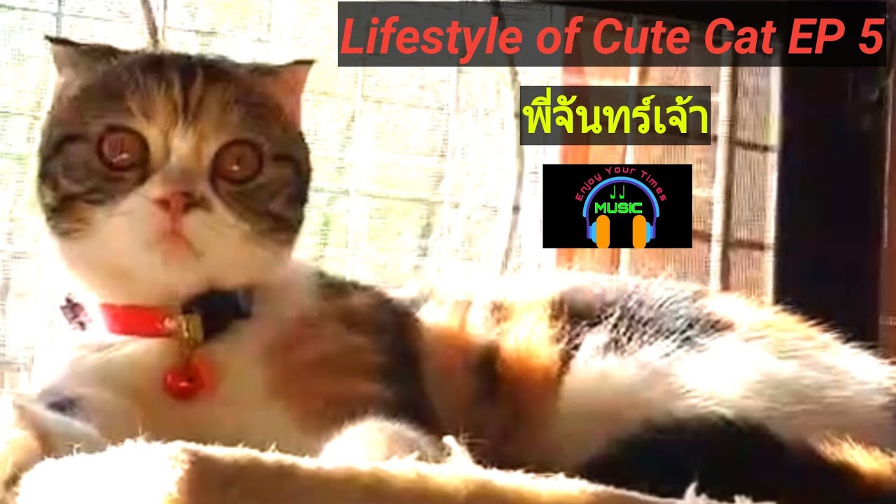 Lifestyle of Cute Cat EP 5 By JJ MUSIC (Official Video) #Playing with ...
