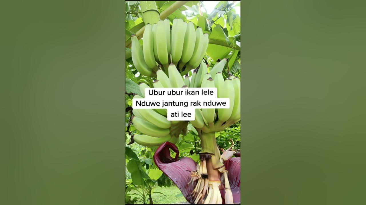 podo sing moco lee @silfiadini - YouTube