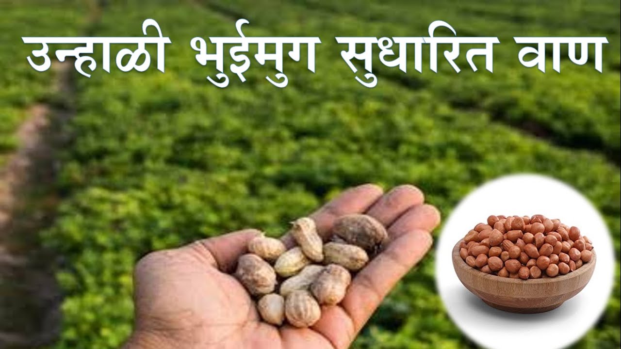 उन्हाळी भुईमुग लोकप्रिय जाती | उन्हाळी भुईमुग सुधारित वाण | Groundnut ...