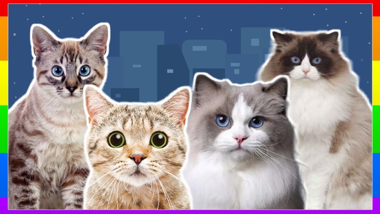 CUTE CAT & KITTEN MEOW-MEOW | WILD CATS SING IN THE STREETS AT NIGHT ...