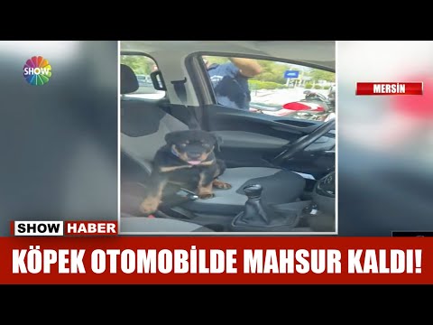 Köpek otomobilde mahsur kaldı!