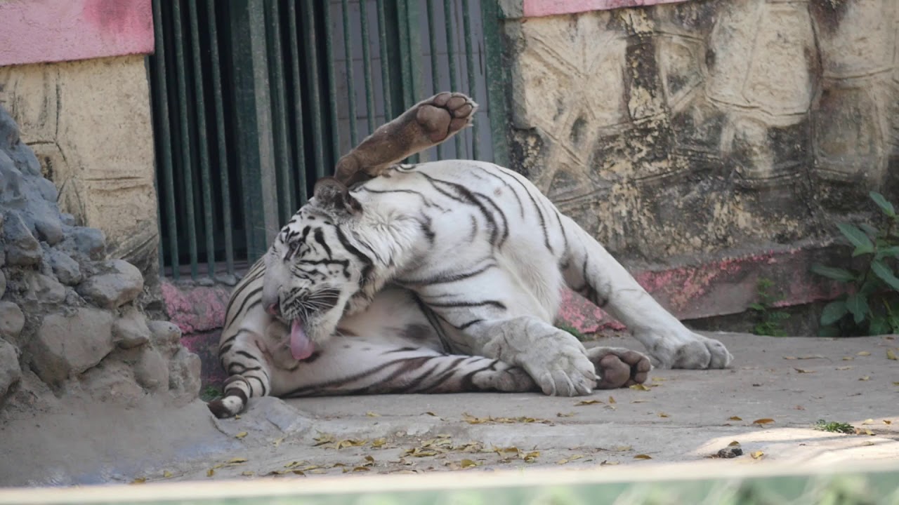 Secretive Behaviour of a White Tiger - YouTube