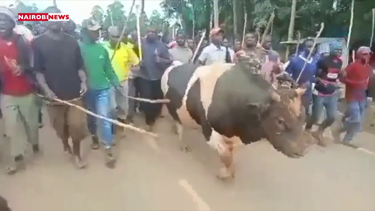 Boni Khalwale closes Mama Adelaide's mourning after bull Malinya's win ...